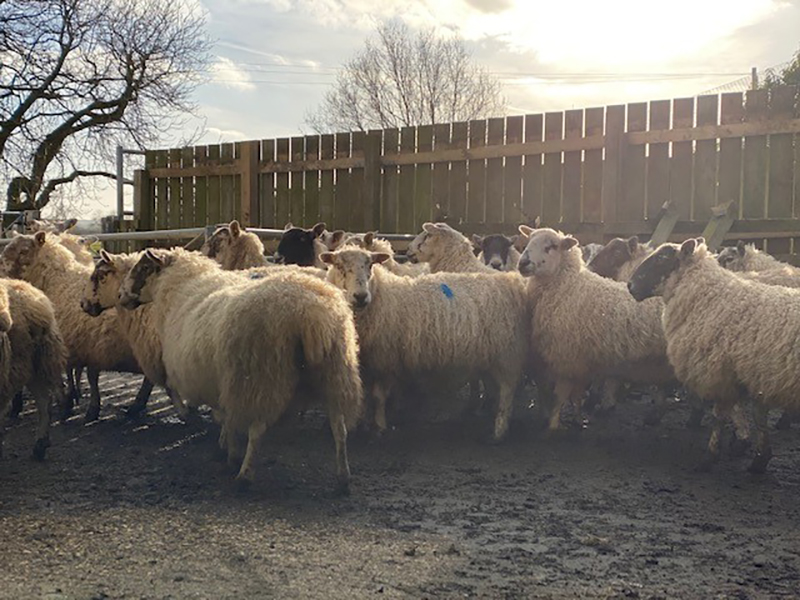 Shaking up the sheep farm