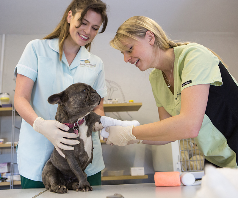 Level 2 Animal Nursing Assistants (Adult)