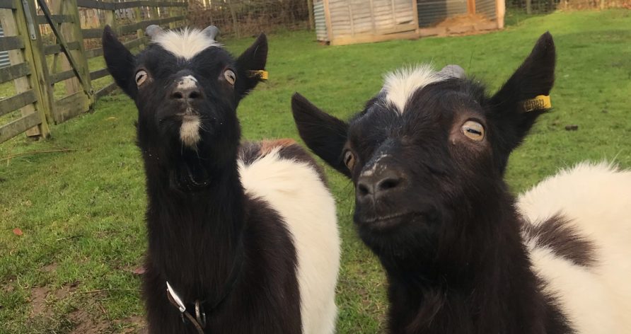 Mammals - Northumberland College