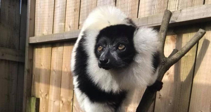 Mammals - Northumberland College