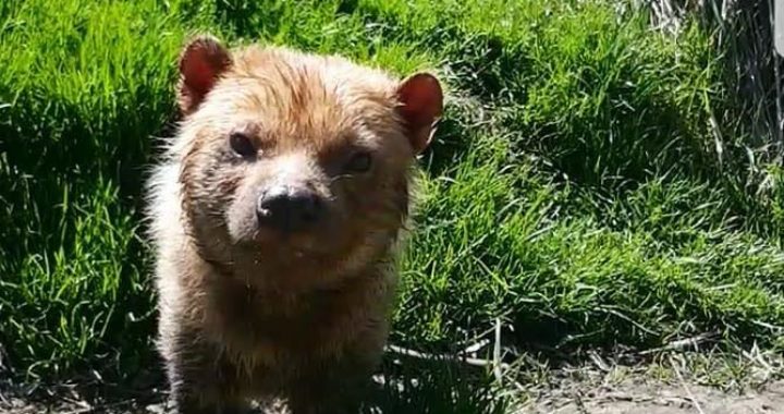 Mammals - Northumberland College