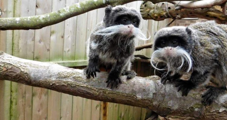 Mammals - Northumberland College