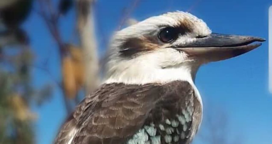 Birds - Northumberland College