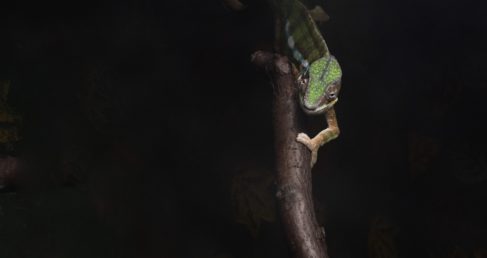 Animal Experiences - Northumberland College