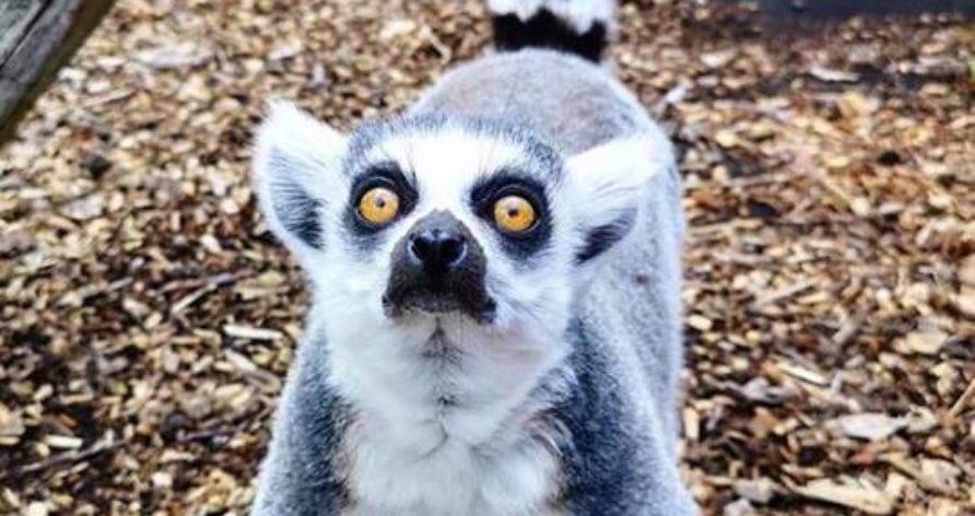 Northumberland College Zoo - Northumberland College