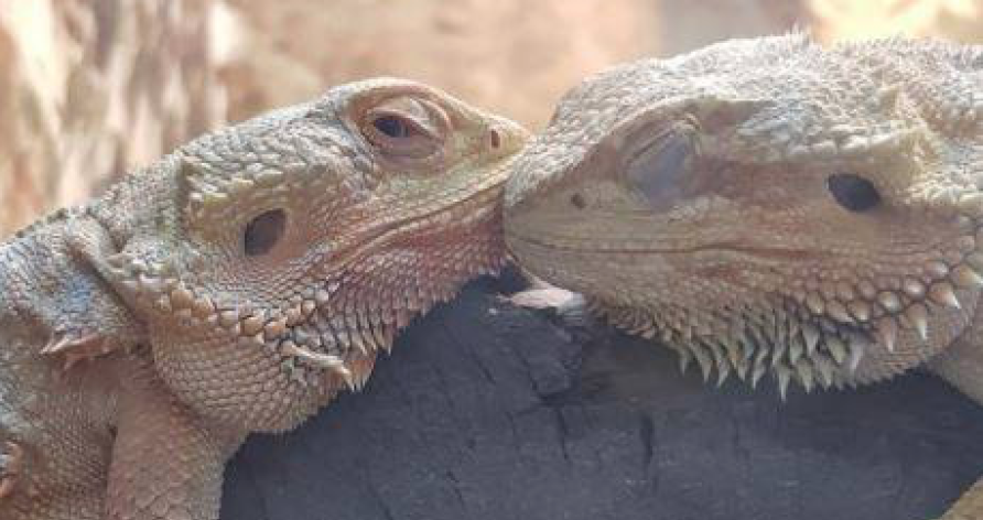 Reptiles - Northumberland College