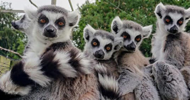 Mammals - Northumberland College