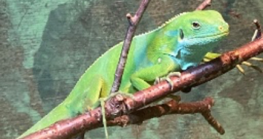 Reptiles - Northumberland College