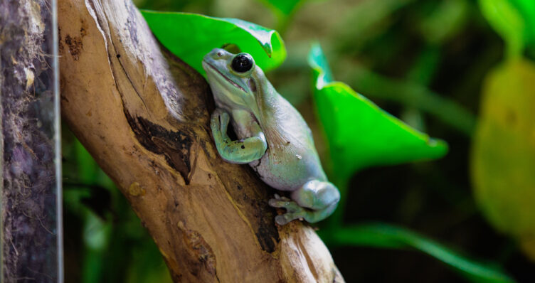 Enjoy a very Kirkley Christmas at Northumberland College Zoo