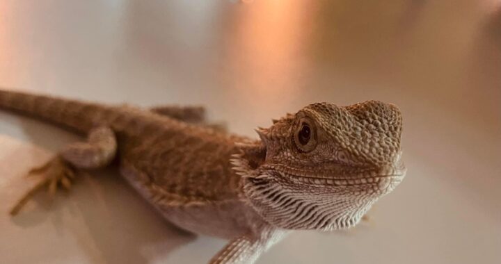 Reptiles - Northumberland College