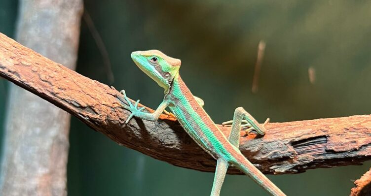 Reptiles - Northumberland College