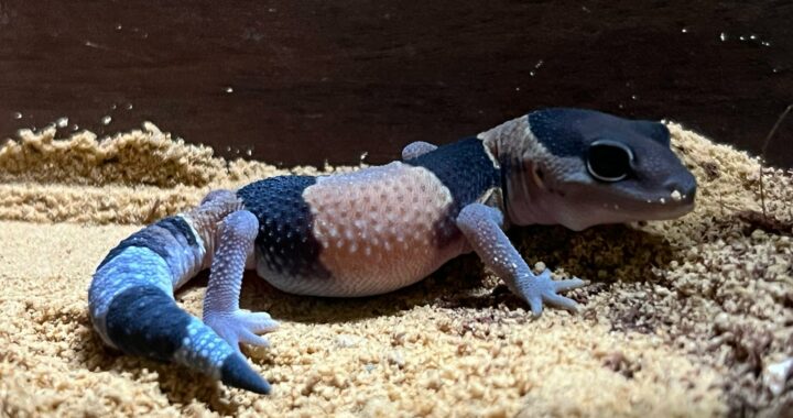 Reptiles - Northumberland College