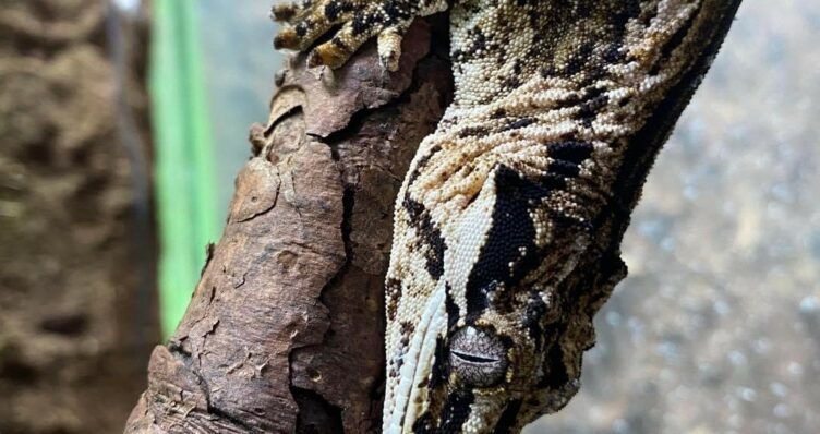 Reptiles - Northumberland College