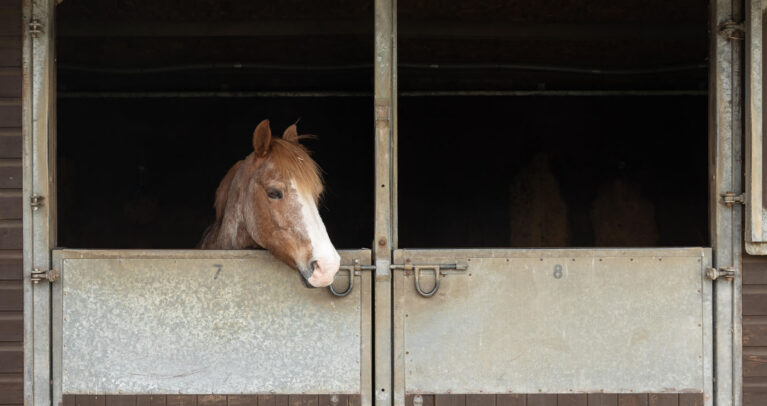 Equine - Northumberland College